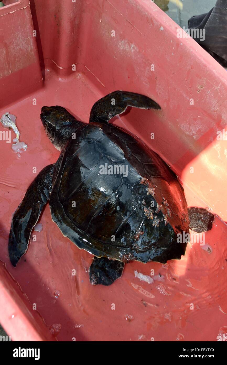 Green turtle breeding in EL ÑURO. Department of Piura .PERU Stock Photo ...