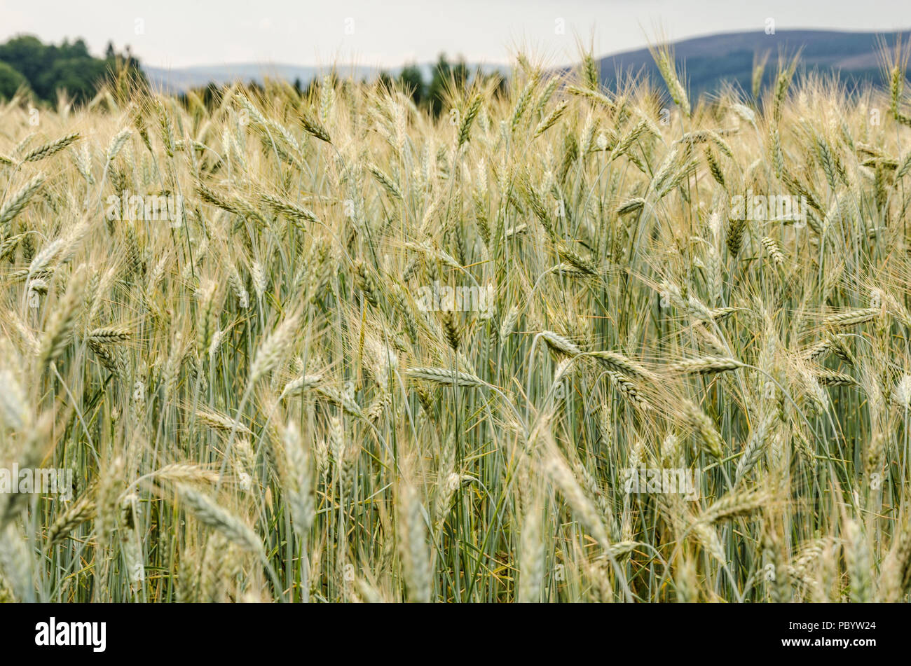 Barley Crops