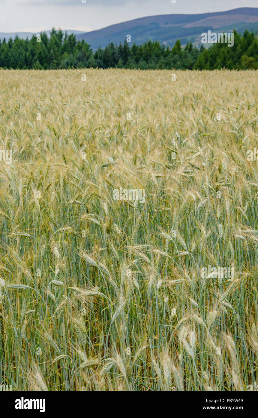 Barley field scotland hi-res stock photography and images - Alamy