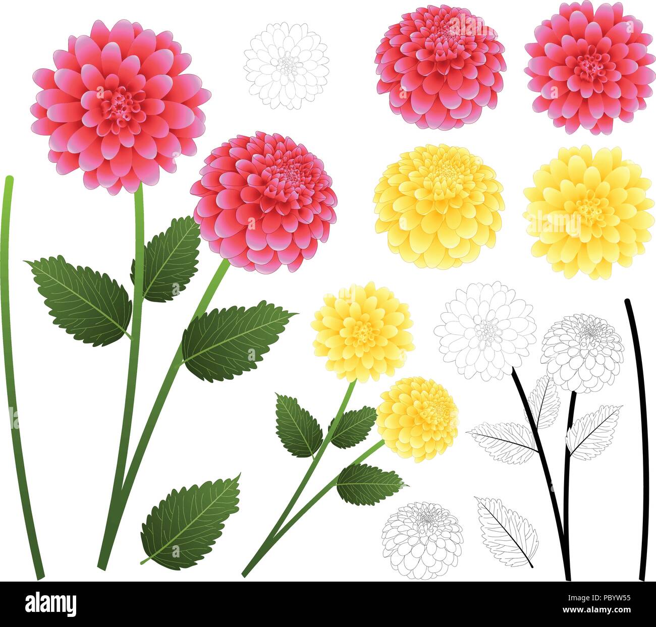 Mexico National Flower Drawing