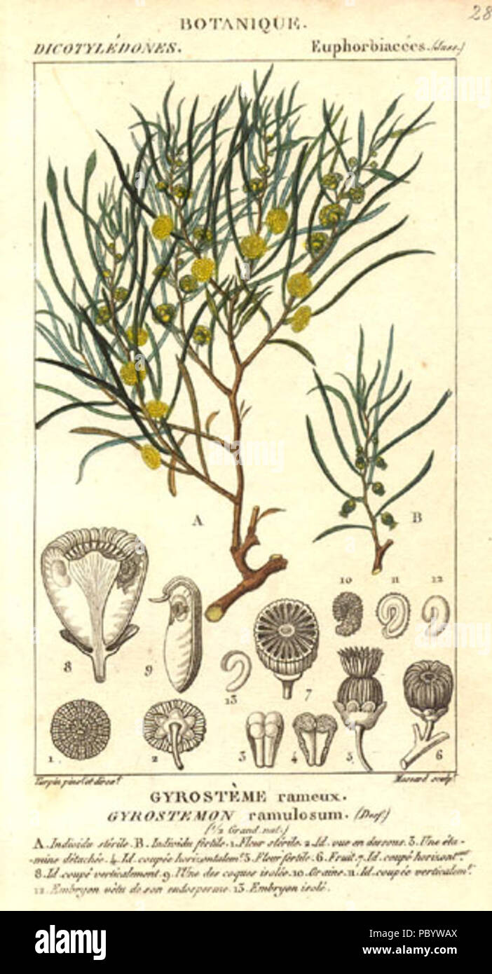 Gyrostemon hi-res stock photography and images - Alamy