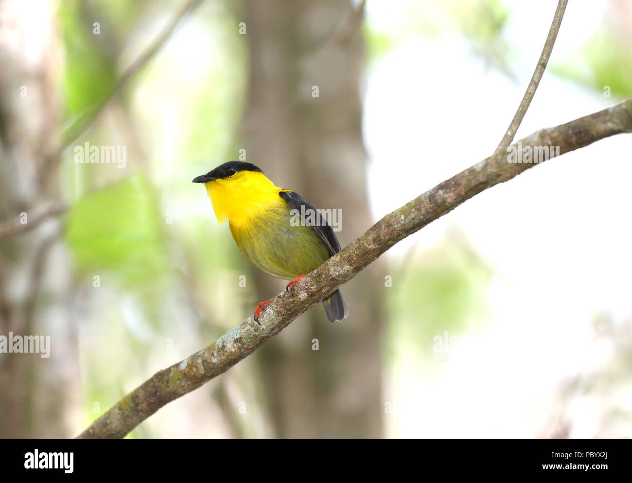 Golden Collared Manakin High Resolution Stock Photography and Images ...