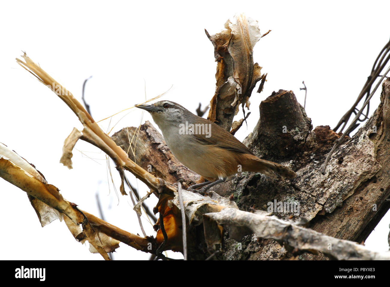 Plain Wren collecting nest material Stock Photo - Alamy