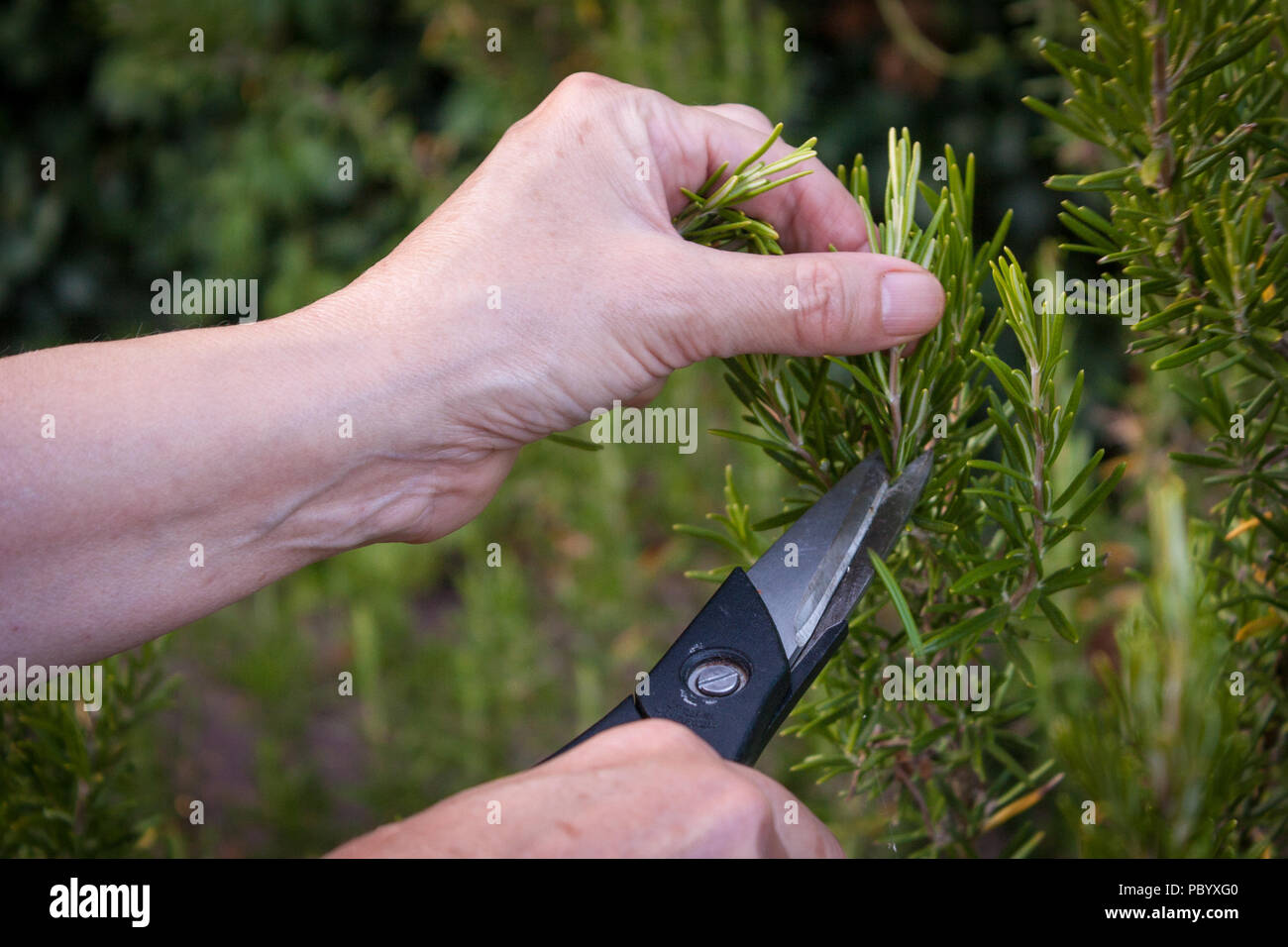 Rosemary garden hand hi-res stock photography and images - Alamy