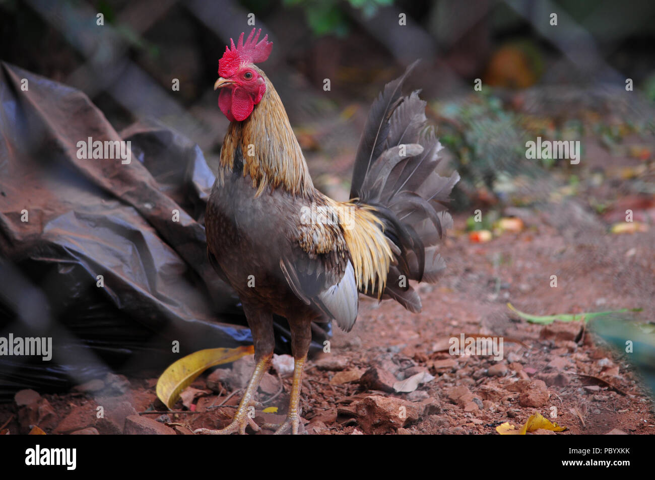 Beautiful backyard rooster getting ready to start the morning Stock ...