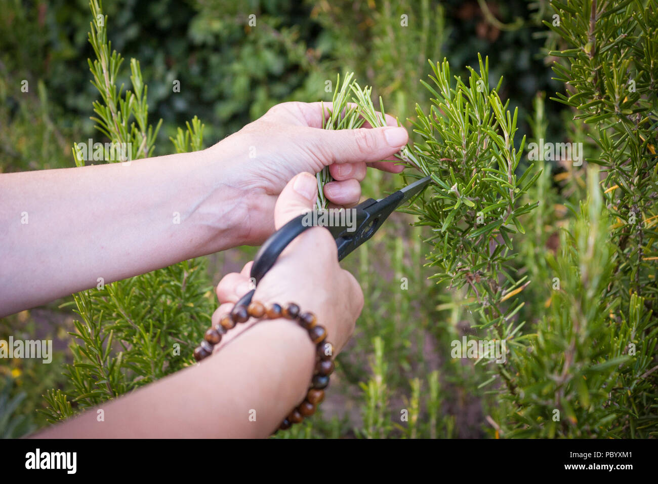 Rosemary garden hand hi-res stock photography and images - Alamy