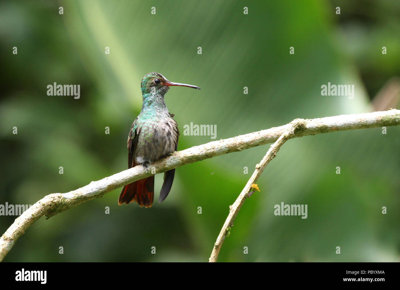 Rufous-tailed Hummingbird perched on a tree branch Stock Photo - Alamy