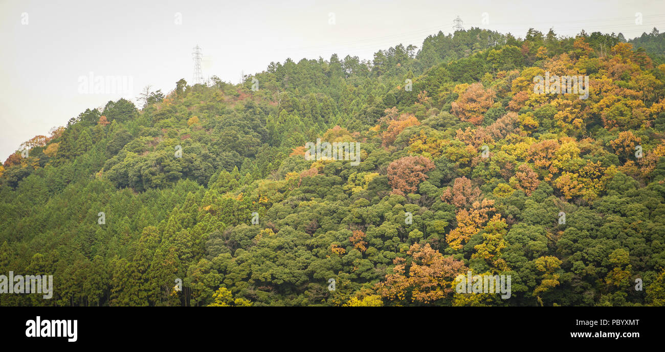 Trees on mountain at autumn in Nara, Japan Stock Photo - Alamy