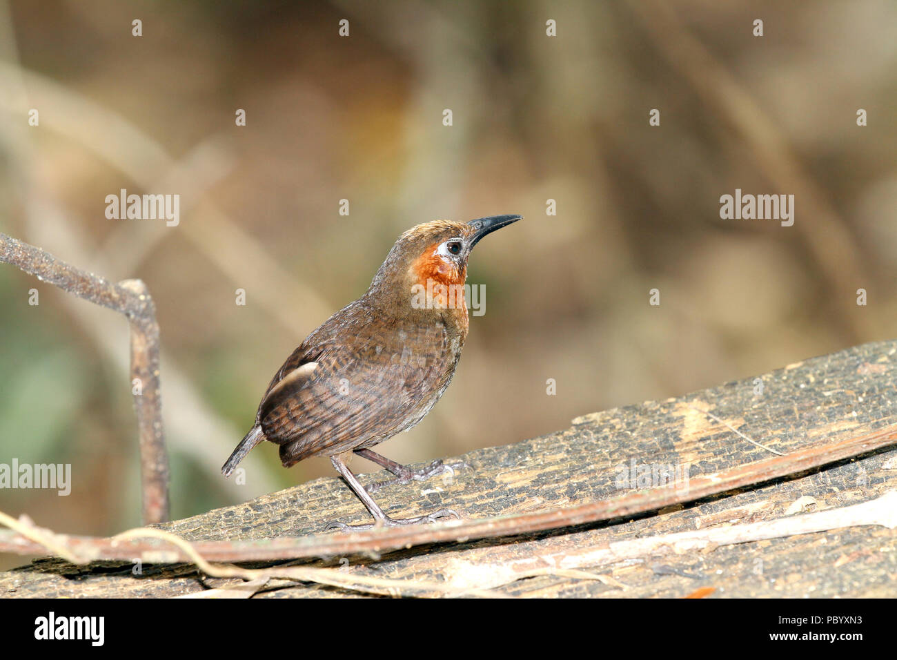 Beautiful Song Wren on top of an old log in the rain forest of Pipeline ...