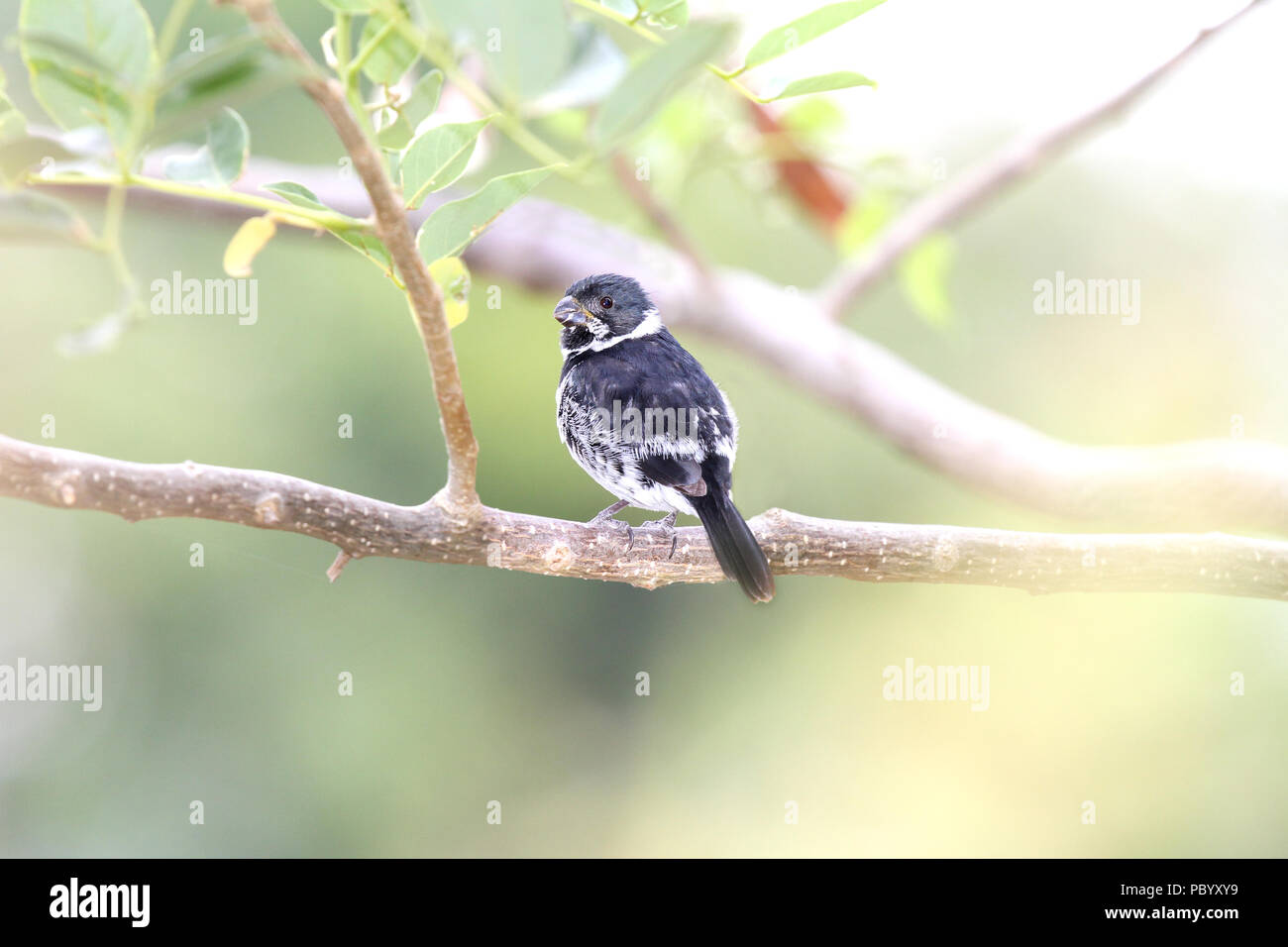 Variable seedeater sporophila corvina hi-res stock photography and ...