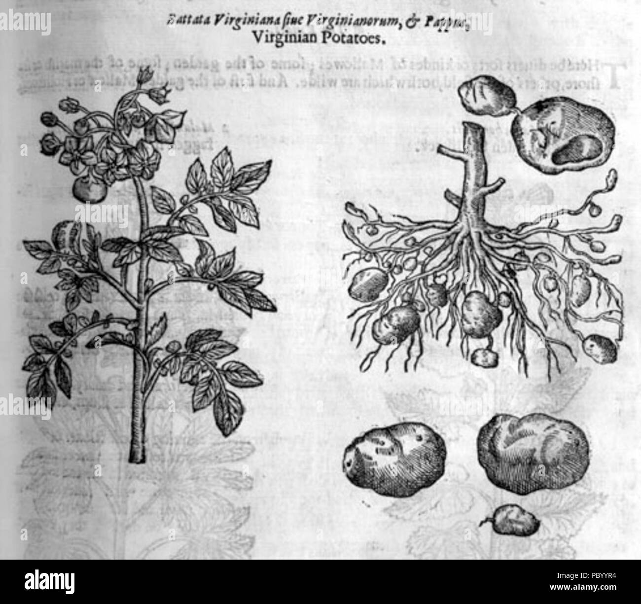 Potato yield Black and White Stock Photos & Images - Alamy