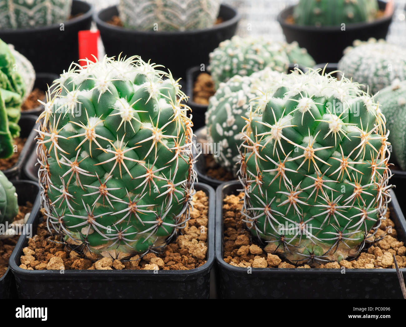 Little cactus hi-res stock photography and images - Alamy