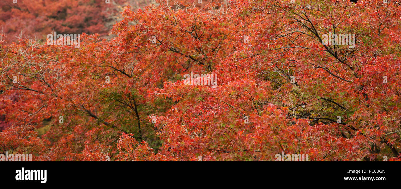 Autumn trees at ancient garden in Kyoto, Japan Stock Photo - Alamy