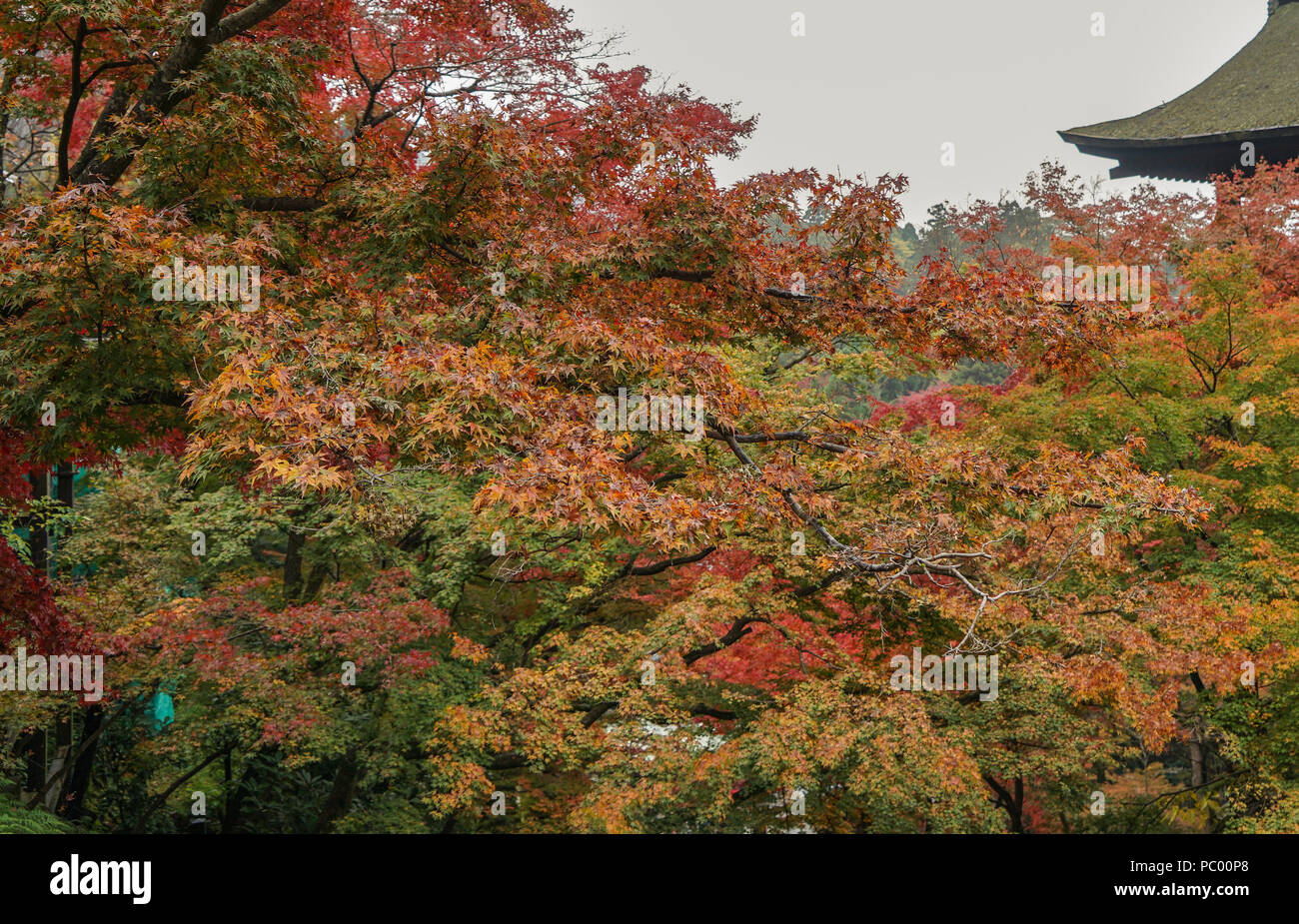 Autumn trees at ancient garden in Kyoto, Japan Stock Photo - Alamy