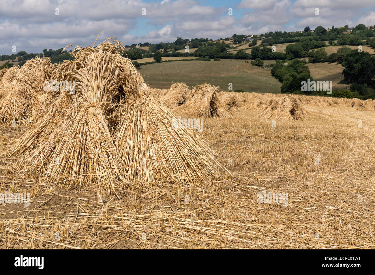 Hay Stooks Stock Photos & Hay Stooks Stock Images - Alamy