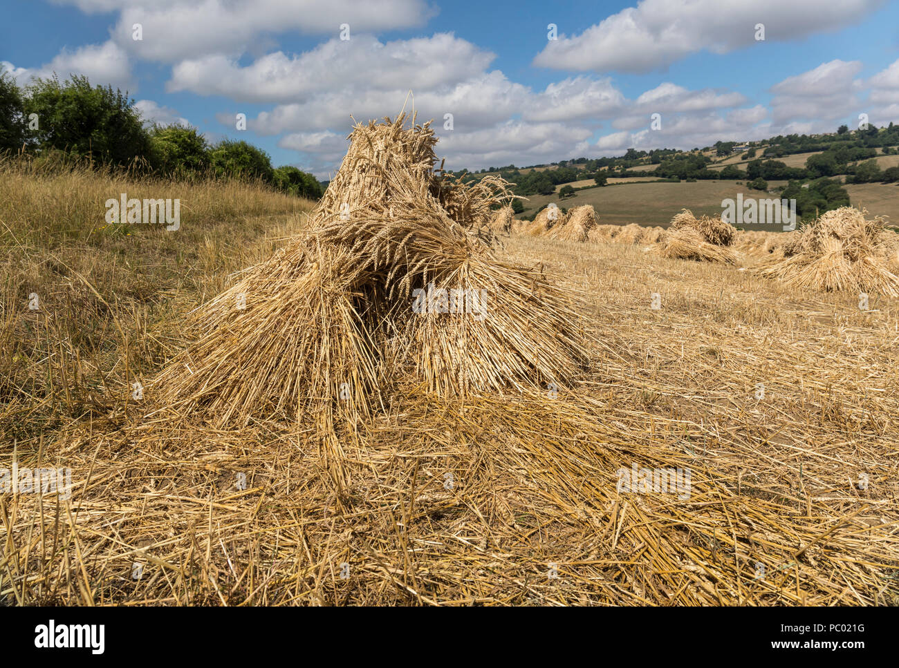 Thatching stooks hi-res stock photography and images - Alamy