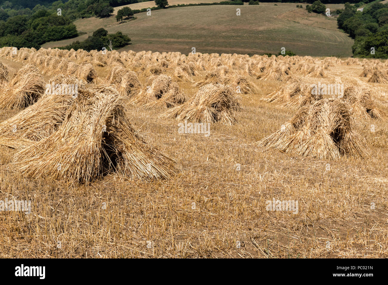 A field of traditional stooks nr Colerne, Wiltshire, England, UK Stock ...
