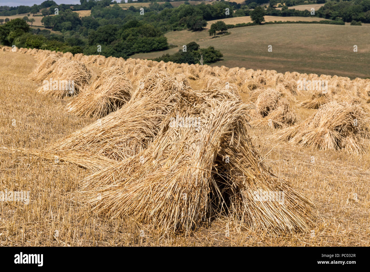 Thatching stooks hi-res stock photography and images - Alamy