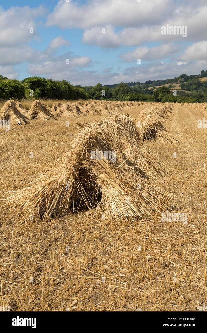 Hay stooks hi-res stock photography and images - Alamy