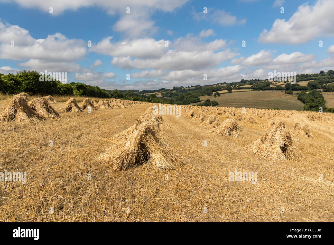 A field of traditional stooks nr Colerne, Wiltshire, England, UK Stock ...