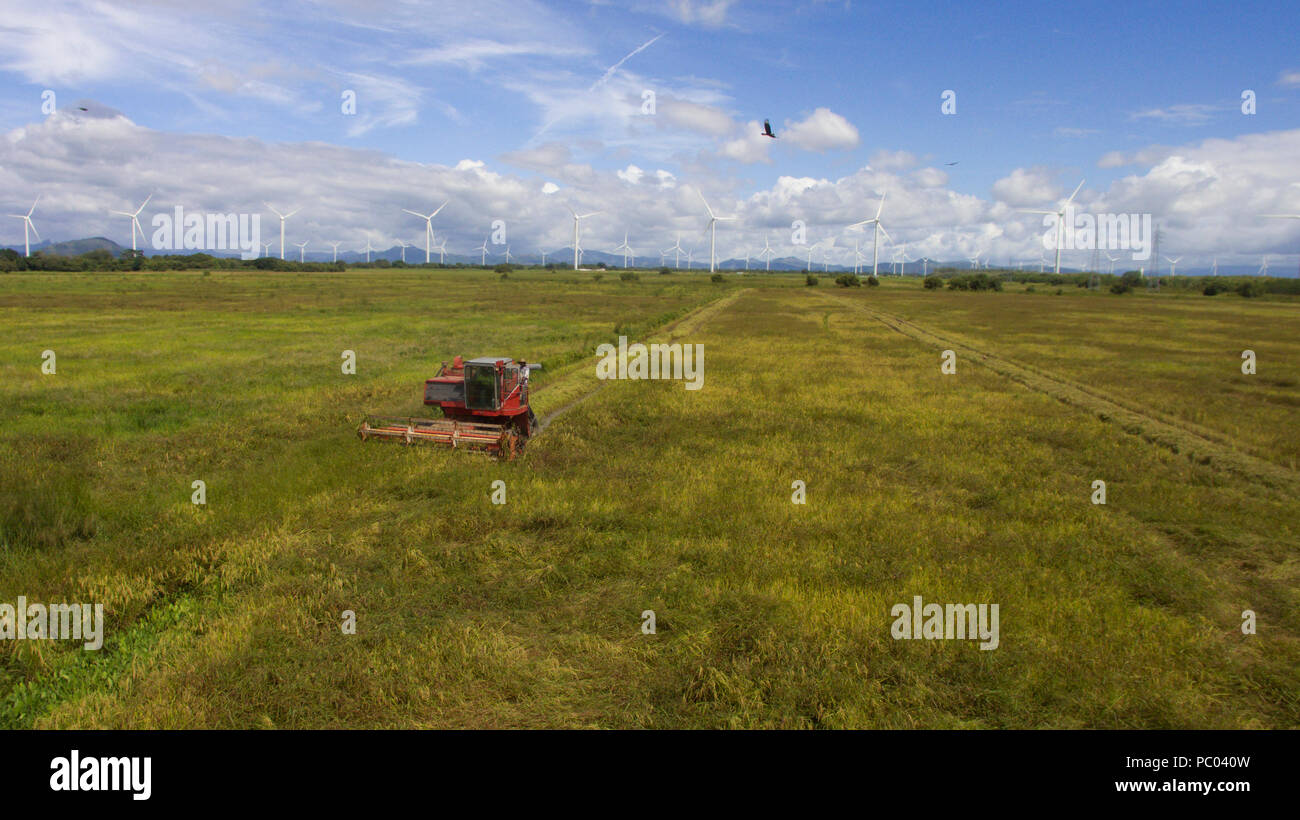 Combine machine harvesting rice in a rice field near a wind turbine ...