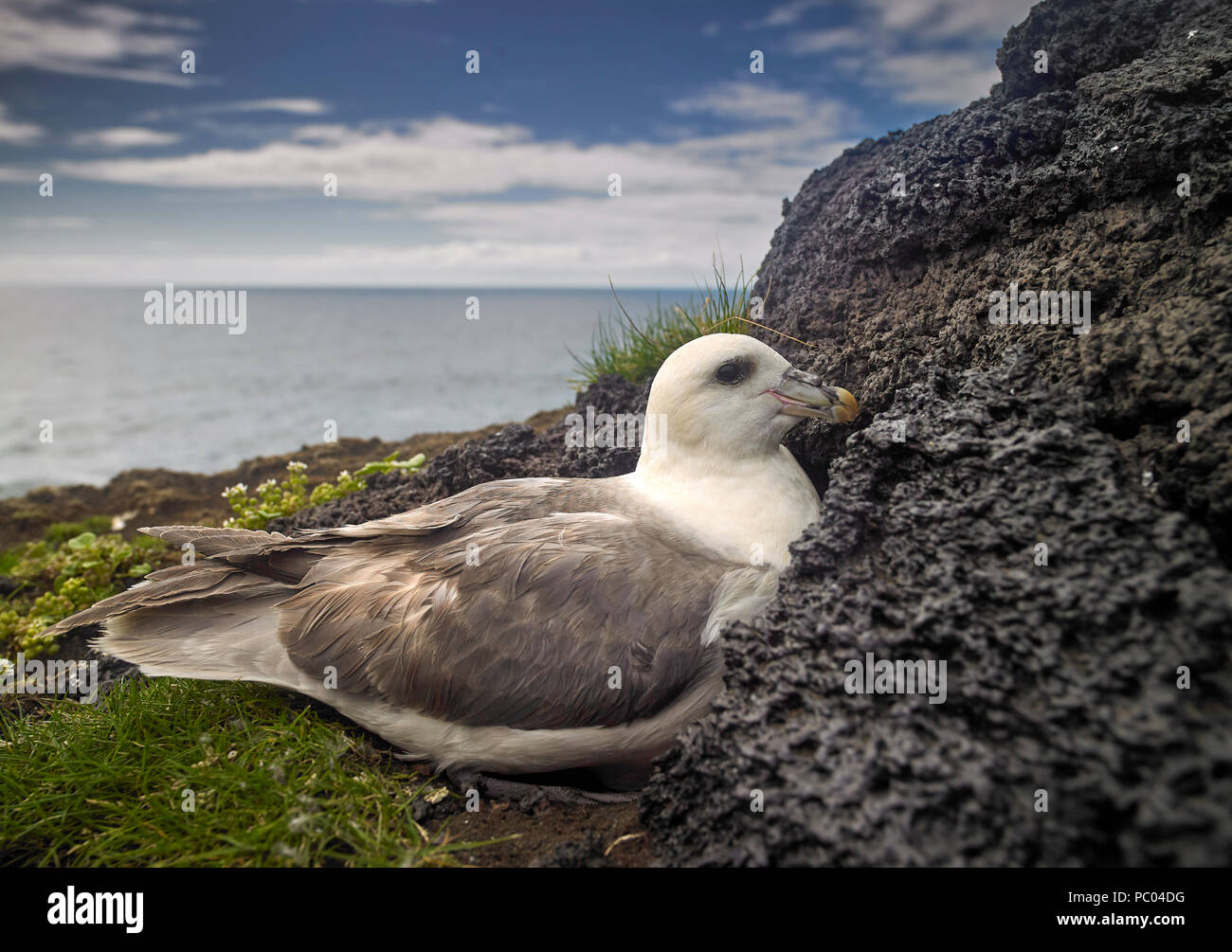 Northern Fulmar, Westman Islands, Iceland Stock Photo - Alamy
