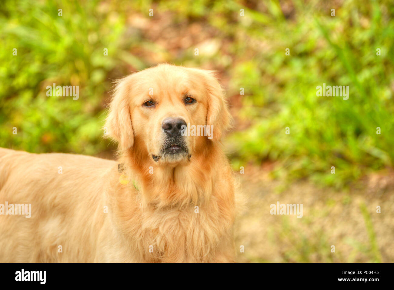 Purebred male golden retriever hi-res stock photography and images - Alamy