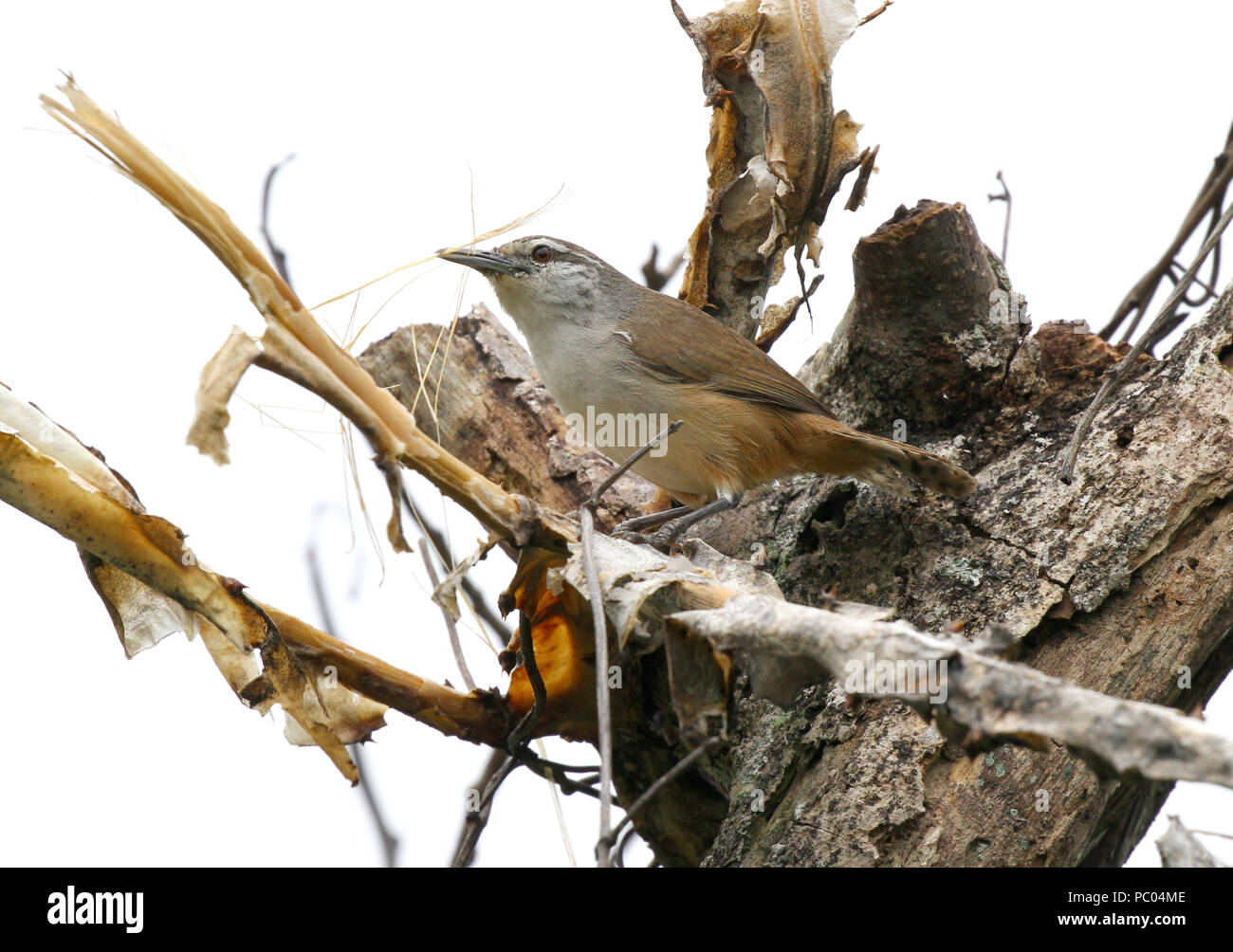 Small Isthmian Wren gathering nesting material from an old tree trunk ...