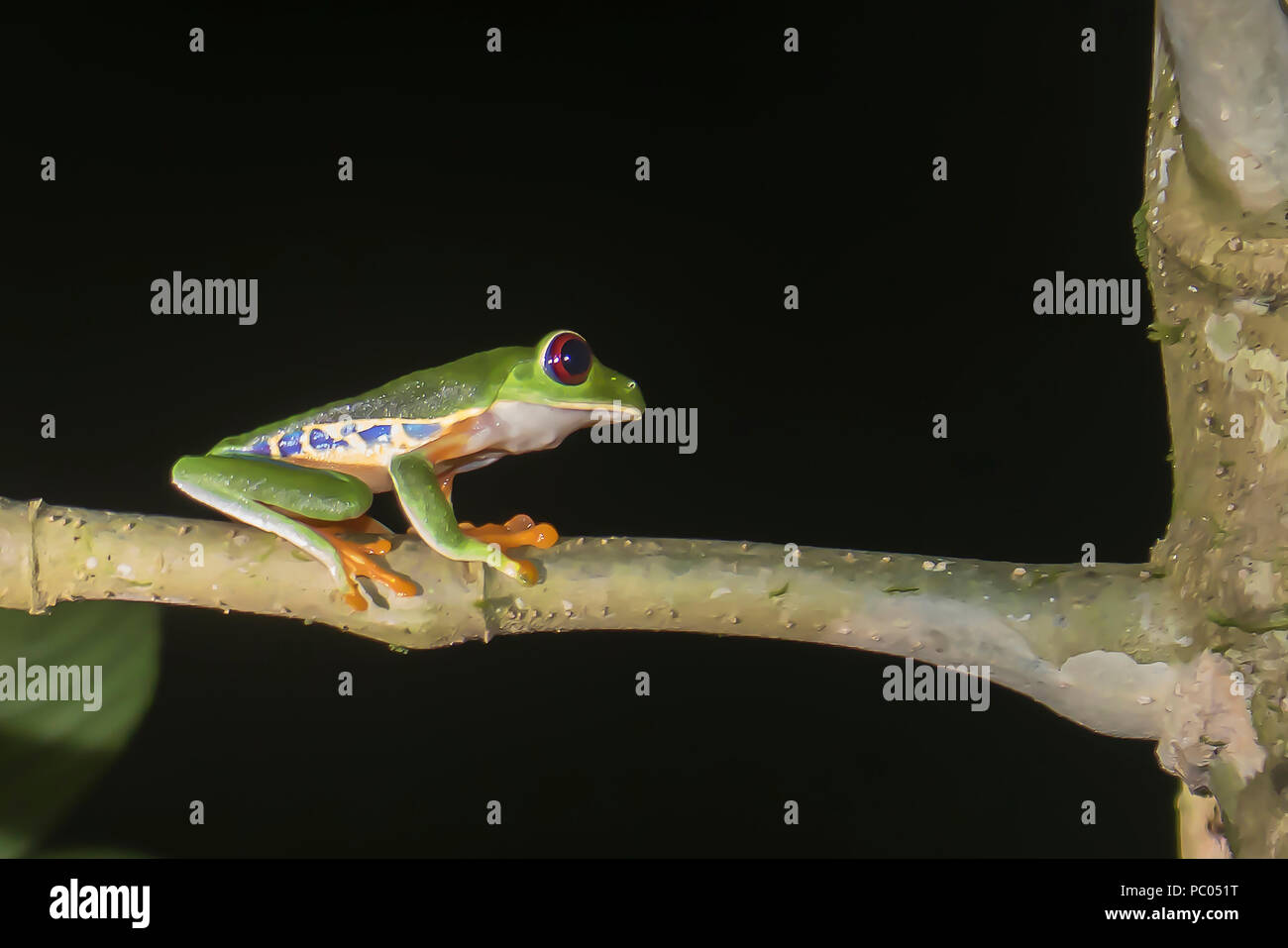 Black eye frog hi-res stock photography and images - Alamy