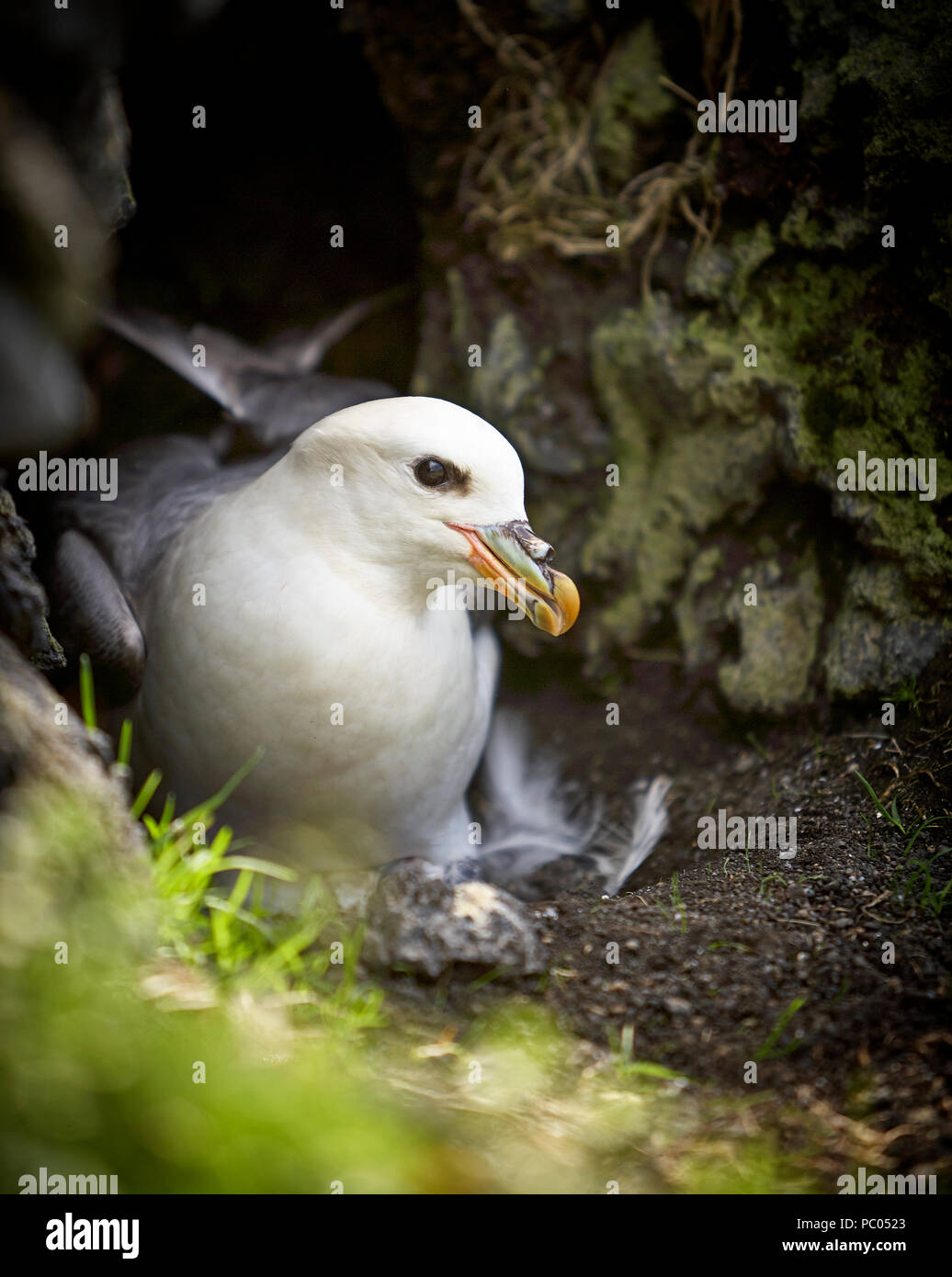 Northern Fulmar, Westman Islands, Iceland Stock Photo - Alamy