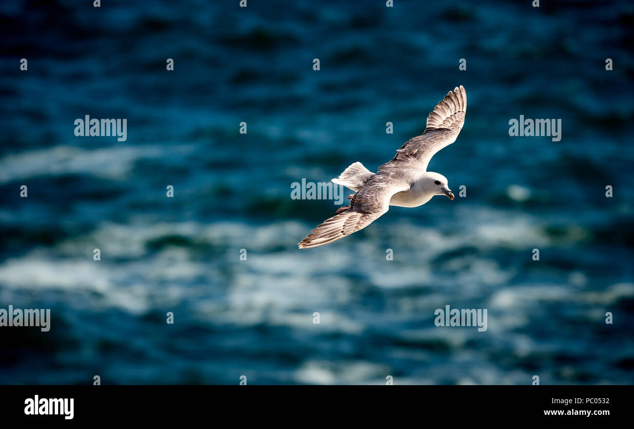 Northern Fulmar, Westman Islands, Iceland Stock Photo - Alamy