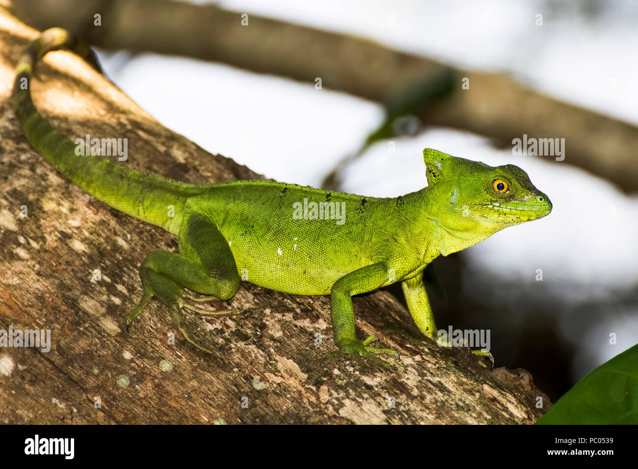 Profile Bright Green Emerald Basilisk Lizard in Tree Stock Photo - Alamy