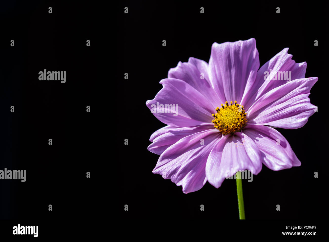 Forward facing hi-res stock photography and images - Alamy