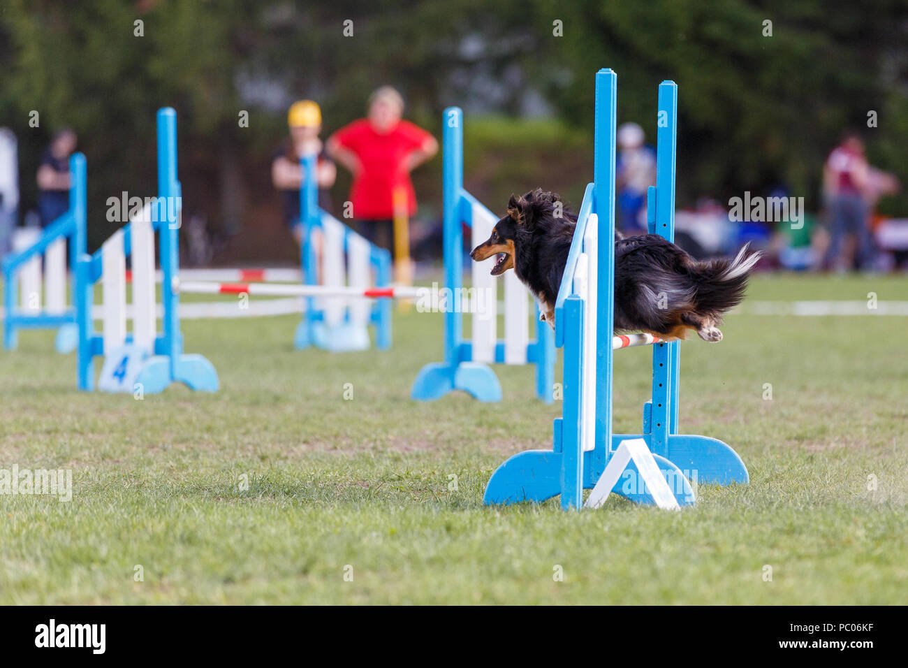 Pet competition hi-res stock photography and images - Alamy