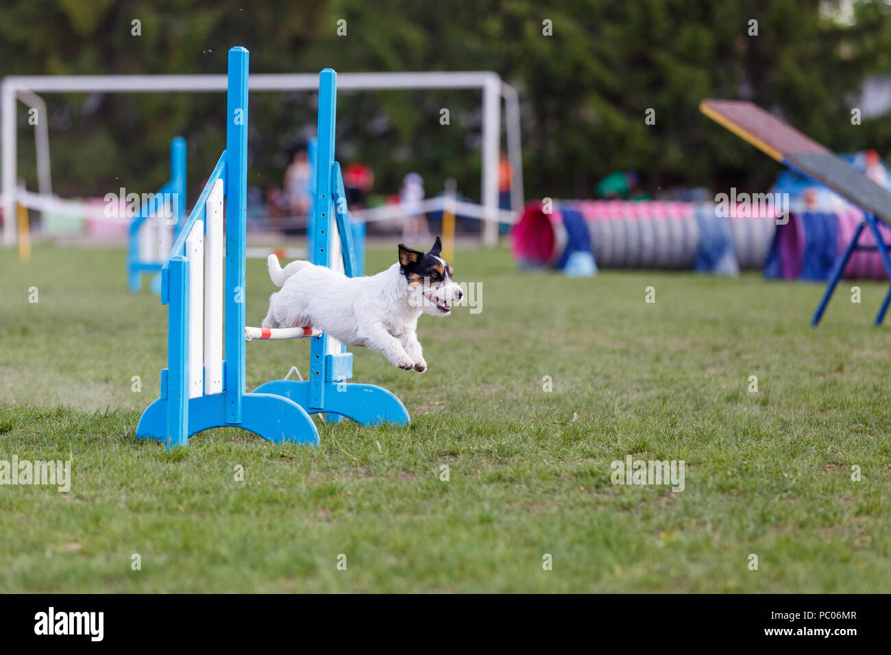Dog high jump competition hi-res stock photography and images - Alamy