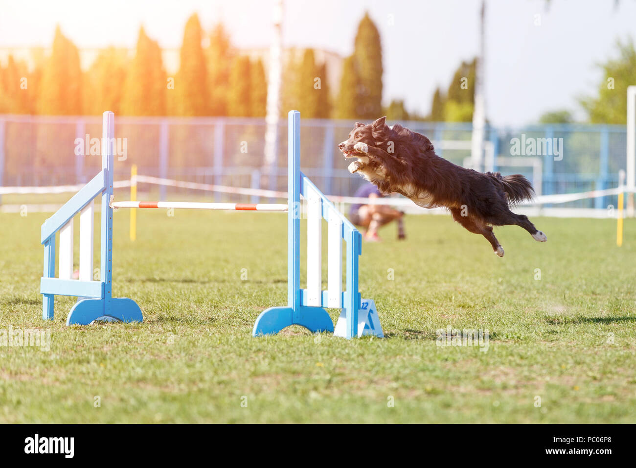 Dog jumping over hurdle in agility Stock Photo - Alamy