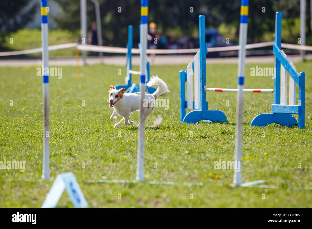 Dog jumping poles hi-res stock photography and images - Alamy