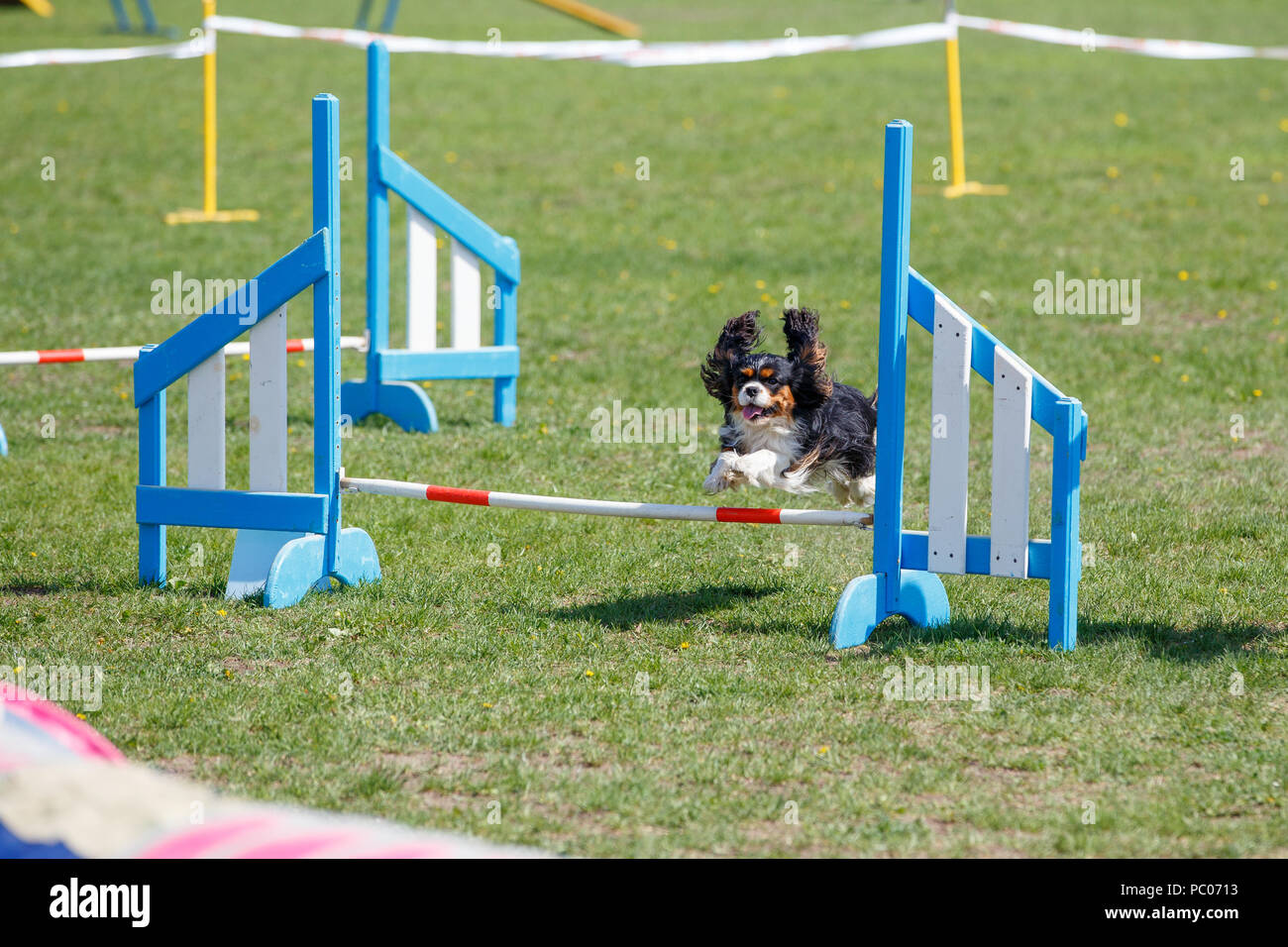 Dog jumping over hurdle in agility competition Stock Photo - Alamy