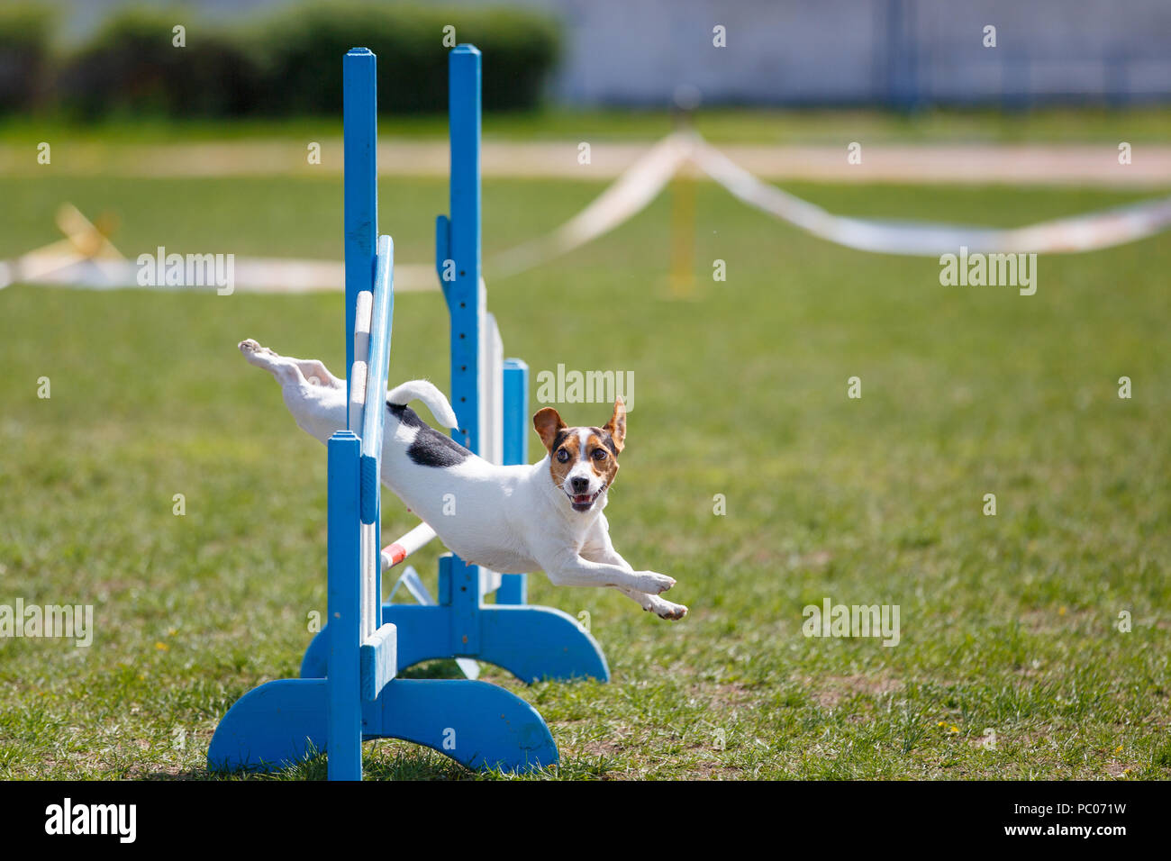 Canine activities hi-res stock photography and images - Alamy