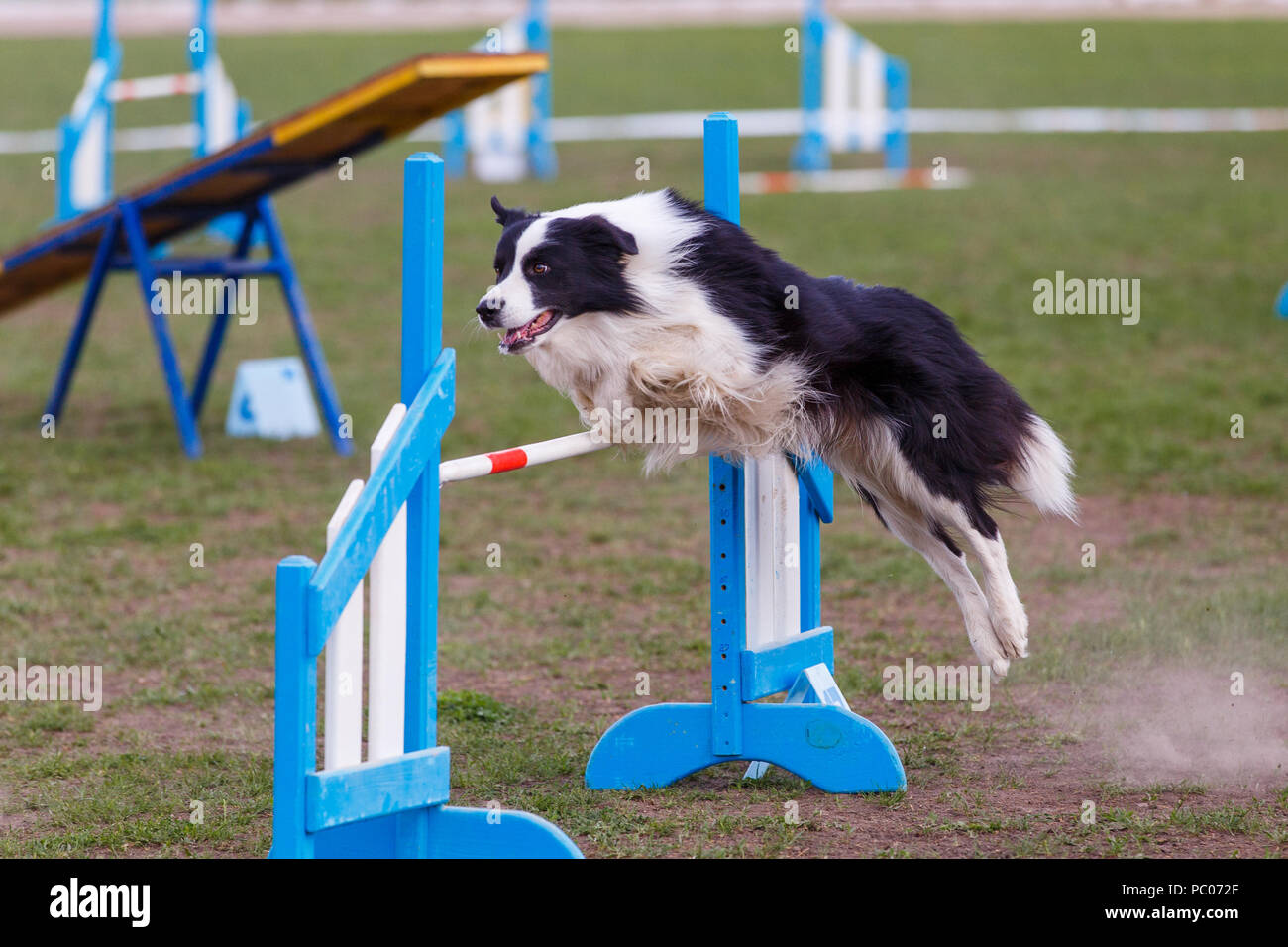 Dog jumping over hurdle in agility competition Stock Photo - Alamy