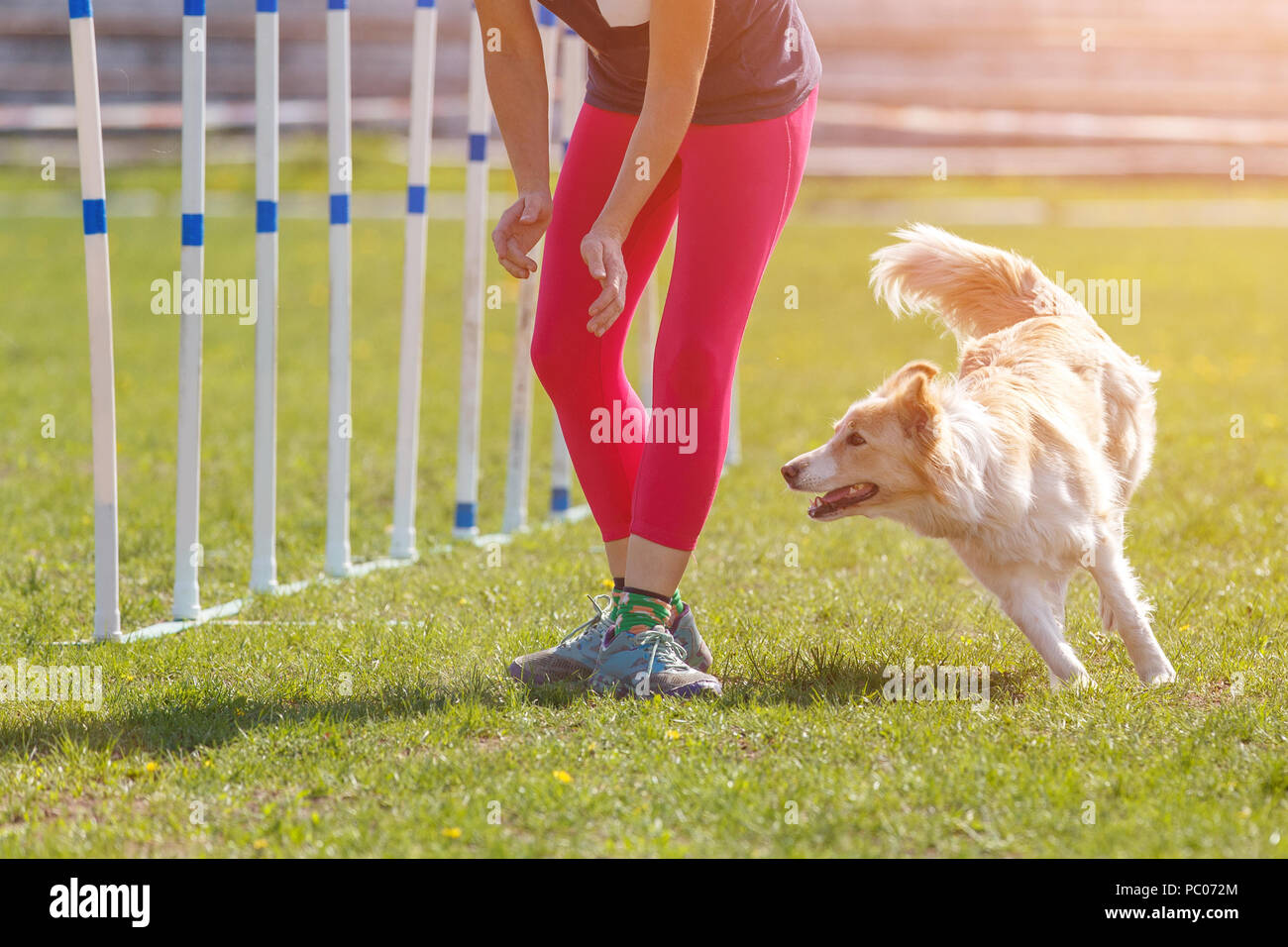 Dog with handler running in agility competition Stock Photo - Alamy