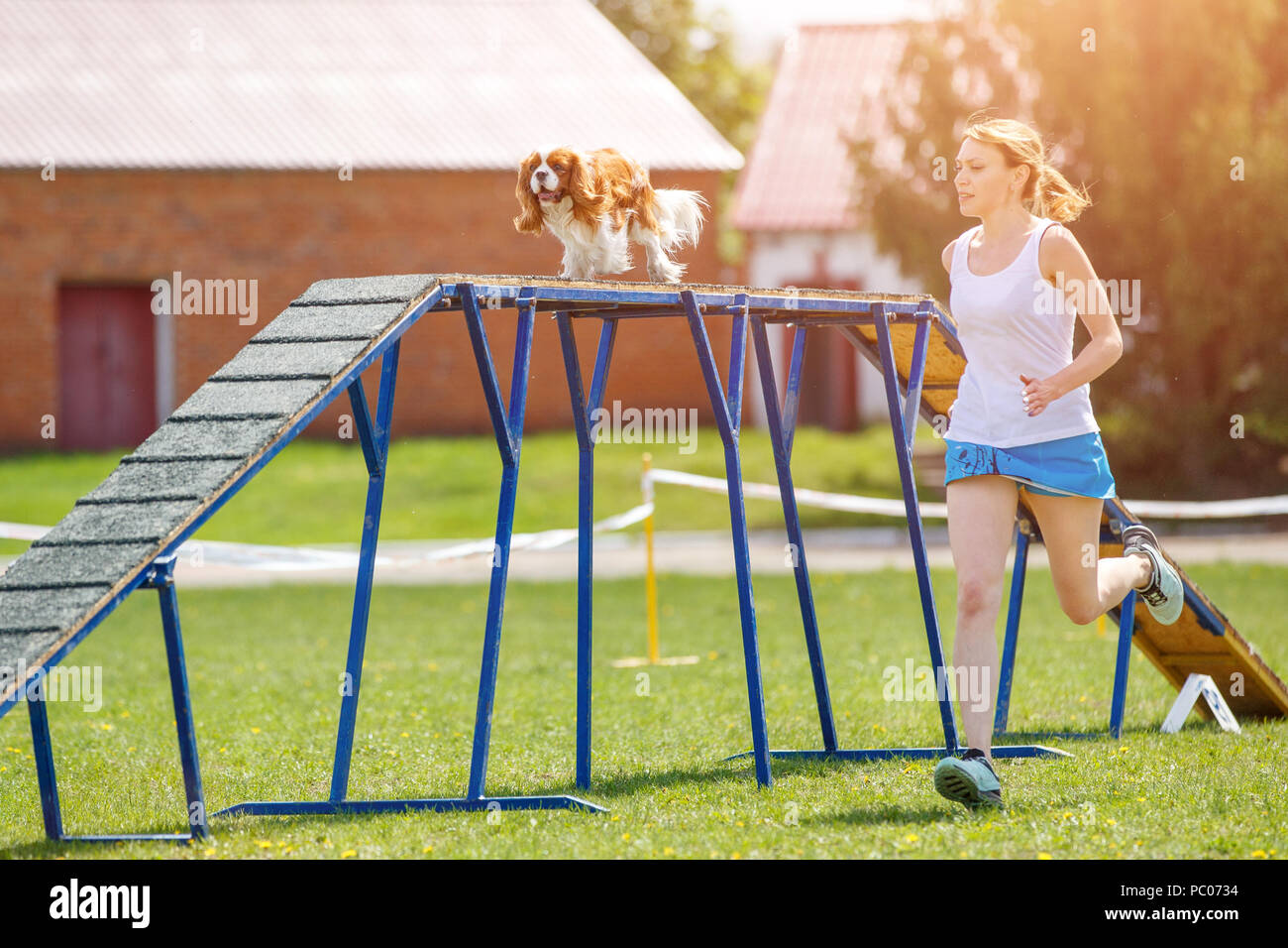 Dog go down on dog walk obstacle in agility trial Stock Photo - Alamy