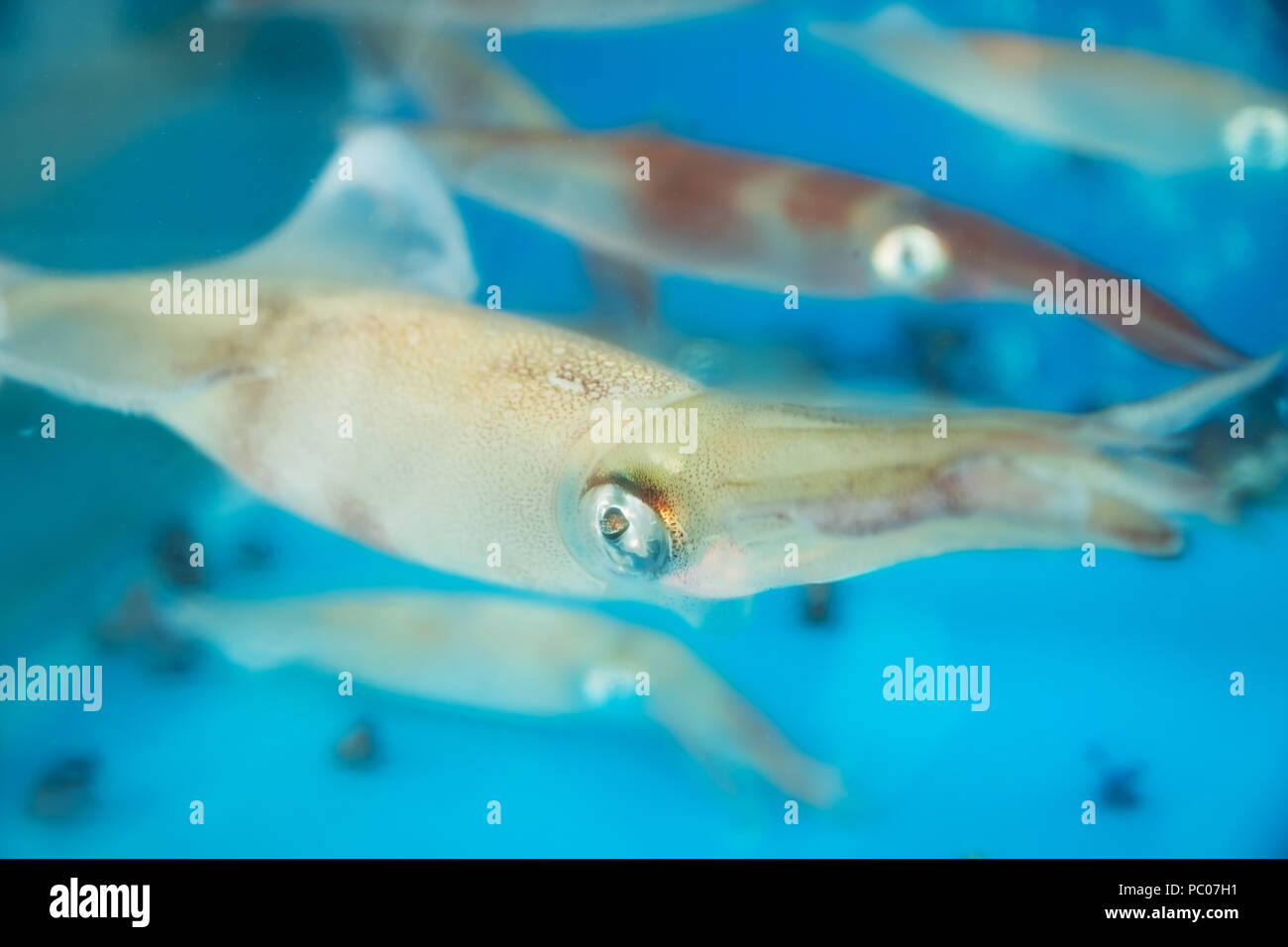 Live squids with big silver eyes in tank for food preparation in ...