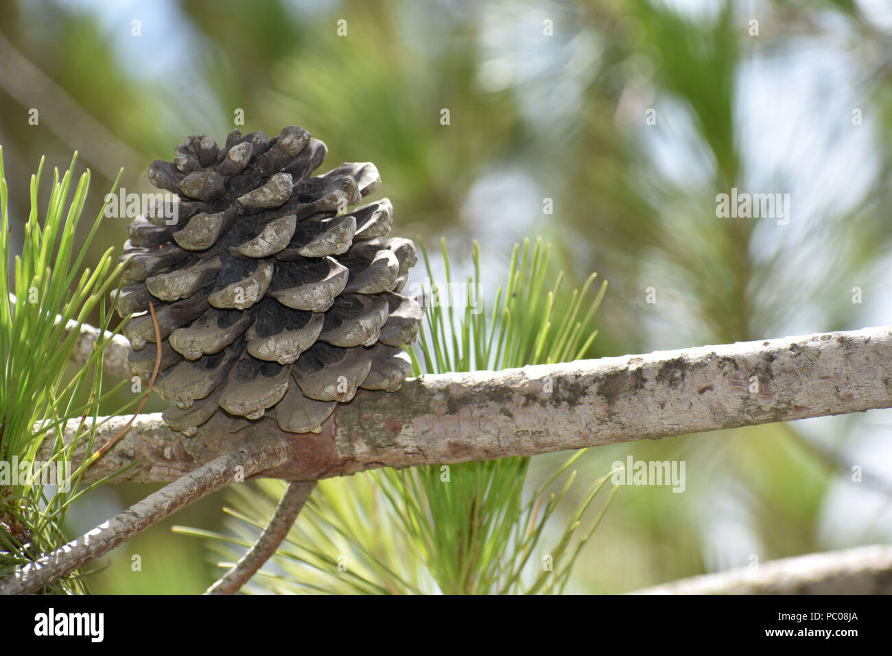 Pine cone symmetry hi-res stock photography and images - Alamy