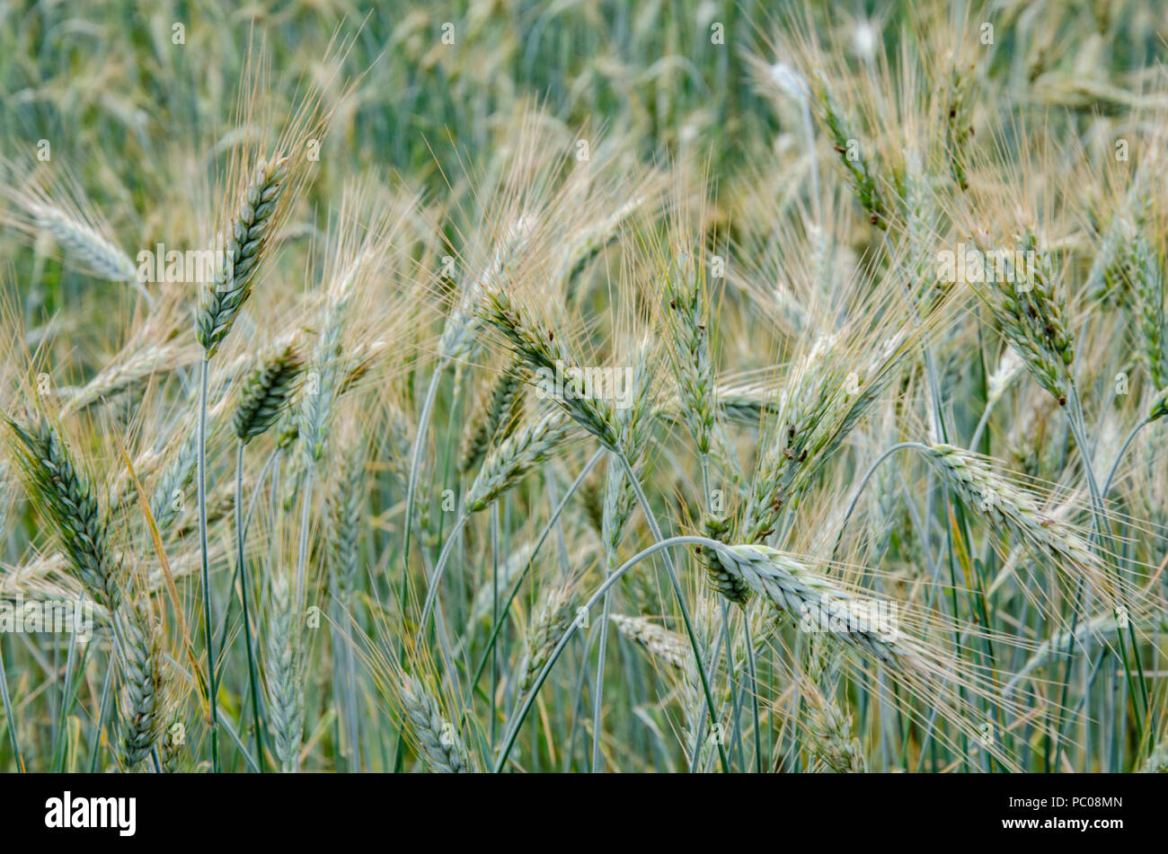 A close up view of barley growing in a field on a farm Stock Photo - Alamy