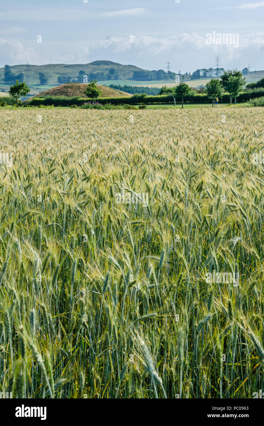 Barley Scotland High Resolution Stock Photography and Images - Alamy
