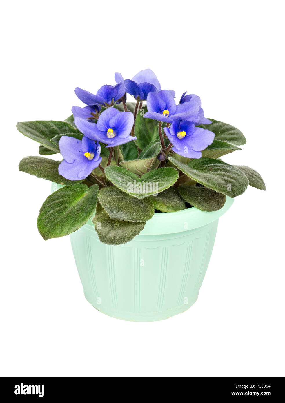 Beautiful blue violet in pot isolated on white background Stock Photo ...