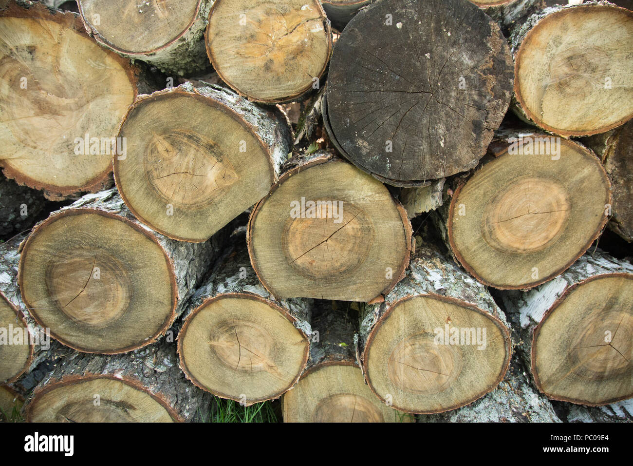 No wood cutting hi-res stock photography and images - Alamy