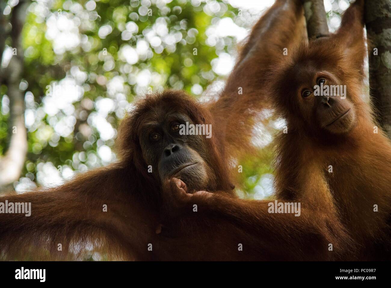 Sumatran Orangutan Mother with Child Stock Photo - Alamy