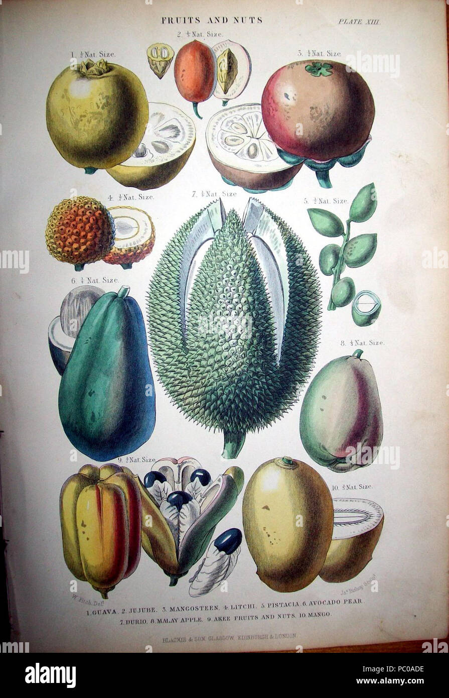 Walter hood fitch illustrations hi-res stock photography and images - Alamy